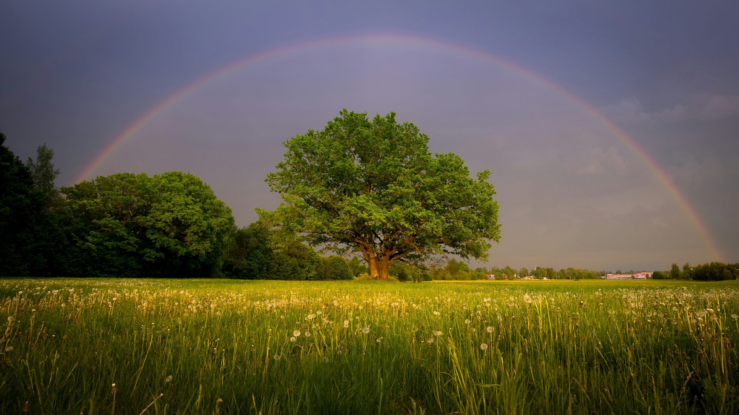 Latvia’s Natural Giants: The Biggest Trees and Landmarks - Latvia ...